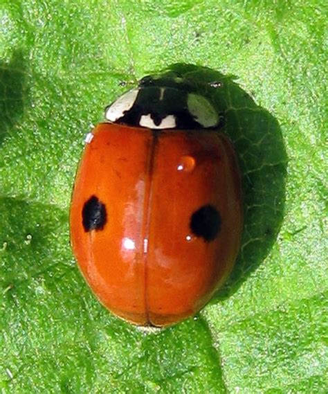 100 Coccinelle adulte per la lotta biologica - Cocci Coccinella