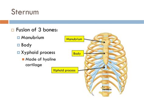 Skeletal System The Bony Thorax Ppt Download