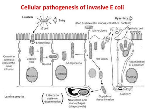 Genus Escherichia Coli Ppt