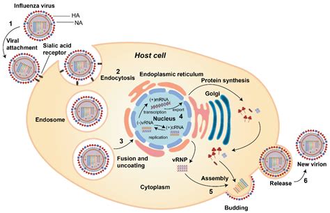 Influenza Virus Life Cycle Animation