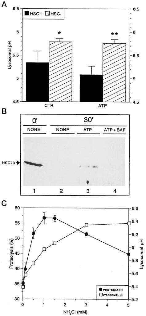 The Ph Of Hsc And Hsc Lysosomes And Its Effect On The Intralysosomal