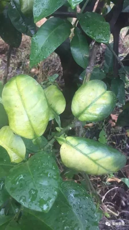 柚子出现这样的情况怎么办不去重视后果很严重 土壤