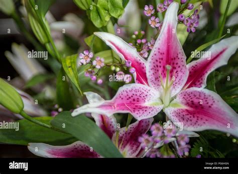 Stargazer Lily Bouquet Hi Res Stock Photography And Images Alamy