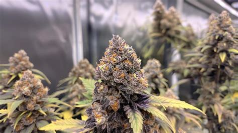 Purple Gushers Strain Information And Effects