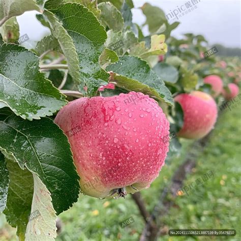 Ai创作图瑞雪有机苹果 新西兰丹烁苹果 糖心红富士苹果花 新西兰单烁苹果 高原红苹果 大凉山苹果糖心红富士 新西兰小苹果 新鲜瑞雪苹果 小国光苹果 高原红苹果主图 现摘维纳斯苹果 团结乡苹果
