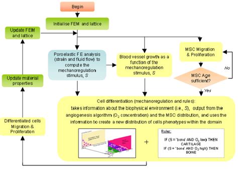 4 Schematic Representation Of The Computational Algorithm To Model