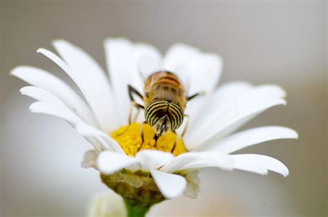 Ana Duarte On Linkedin Pollination Fueld By Ideas