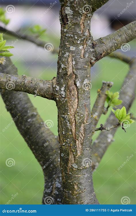 Bacterial Canker On Fruit Tree Stock Image 270519853
