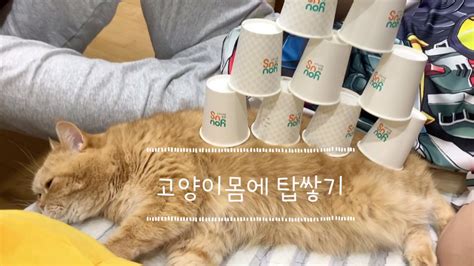 고양이 몸에 탑쌓기 Youtube