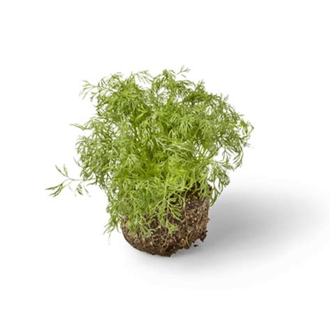 Dille Grote Kluit Cru