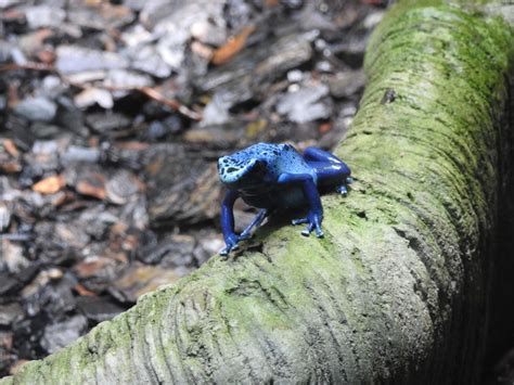 Blue Poison Dart Frog Zoochat