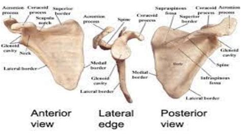 At The Glenoid Cavity The Scapula Articulates With The Faq Blog