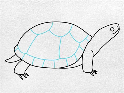 How To Draw A Box Turtle Helloartsy