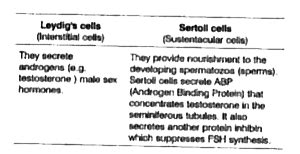 Differentiate Between Leydig S Cells And Sertoli Cells