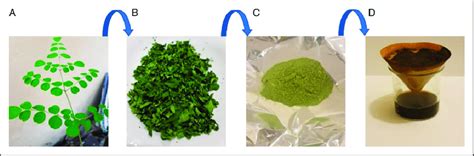 Extract From M Oleifera Leaves Download Scientific Diagram