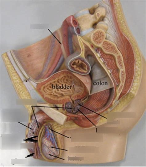 Male Reproductive System Diagram 2 Practice Model Diagram Quizlet
