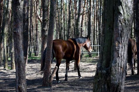 Premium Photo Hourse