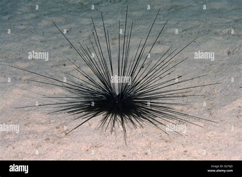 Black Longspine Urchin Long Spine Sea Urchin Diadema Setosum Red Sea