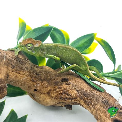 Dwarf Fischers Chameleon Juvenile To Adult Strictly Reptiles