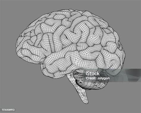 회색 Bg에 격리 된 3d 와이어 프레임 뇌 그림 로우 폴리곤 모델링에 대한 스톡 벡터 아트 및 기타 이미지 로우 폴리곤