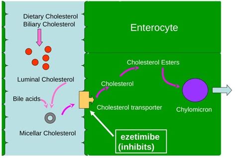 Hyperlipidaemia And Its Treatment Flashcards Quizlet