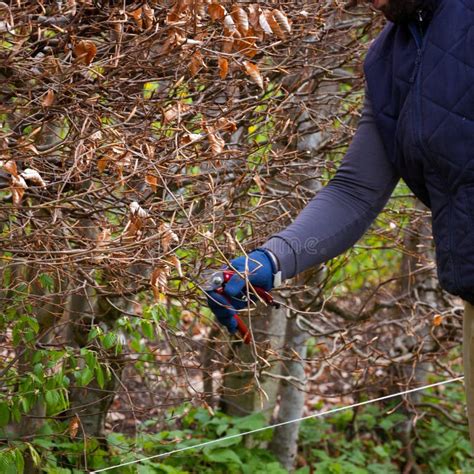 The Hedge Is Made Of Different Types Of Trees And Bushes The Gardener