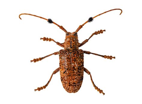 Premium Photo The Beetle With The Scientific Name Aristobia Horridula
