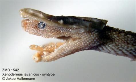 Xenodermus Javanicus The Reptile Database