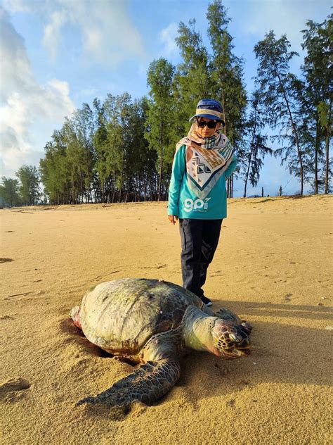 Uzair Rusli 🐢 On Linkedin Literasilautanuntuksemua