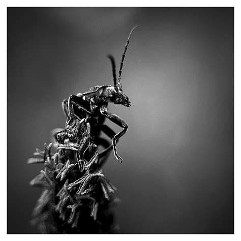 Menzelphotography