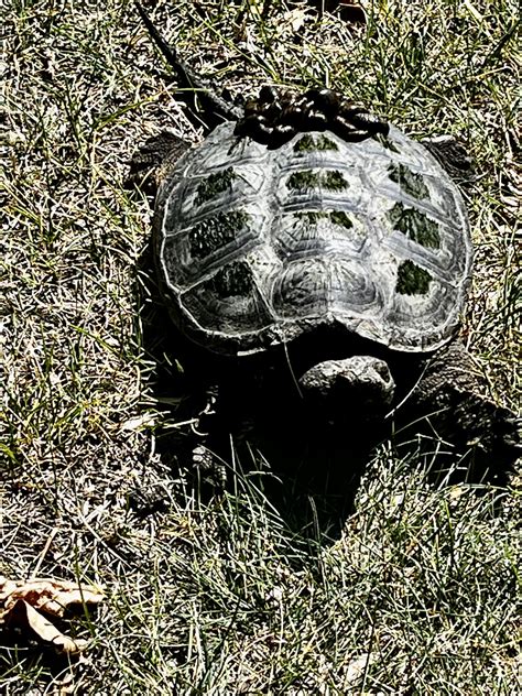 Giant Turtle Nature Of Niakwa
