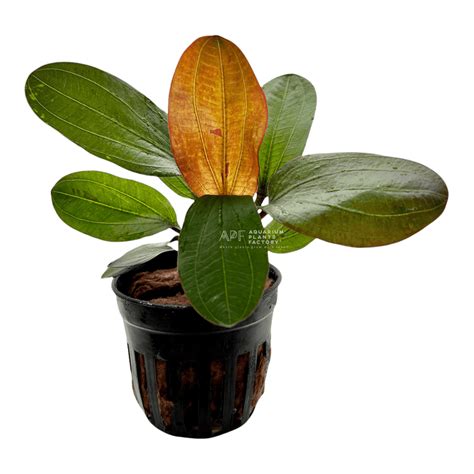 Echinodorus Hadi Red Pearl Cordifolius Harbich Red Aquarium Plants