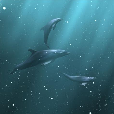 Bottlenose Dolphin Tursiops Truncatus 큰돌고래병코돌고래 Image Only