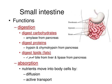 Small Intestine Digestive System Images And Photos Finder