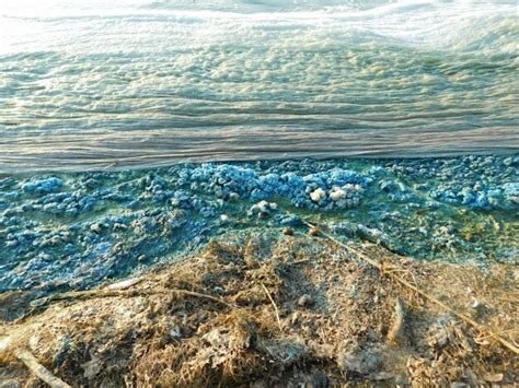 Aproximação De Cianobactérias De Algas Verdes Azuis Florescendo E Em