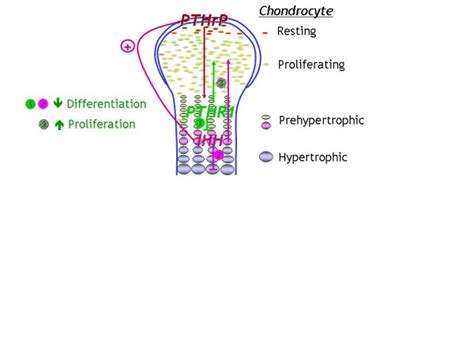 Importance Of Ihh And Pthrp Signaling In The Modulation Of Chondrocyte