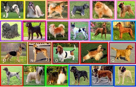 Dna Study Sheds Light On Evolution Of Dog Breeds 51 Off