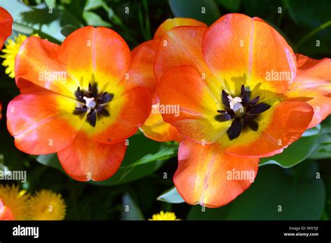Tulip, Tulpen, tulipán, Tulipa sp Stock Photo - Alamy