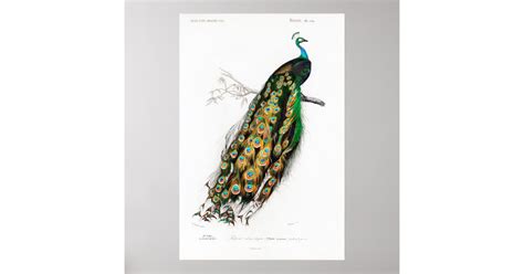 Vintage Peacock Poster Zazzle
