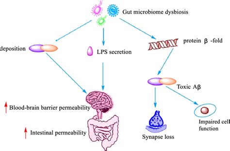 Influence Of Intestinal Flora Imbalance On A Dysregulation Of The Gut