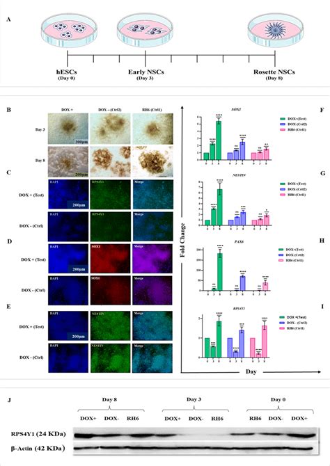 A Schematic Image Of Neural Differentiation B Morphology Of Treated