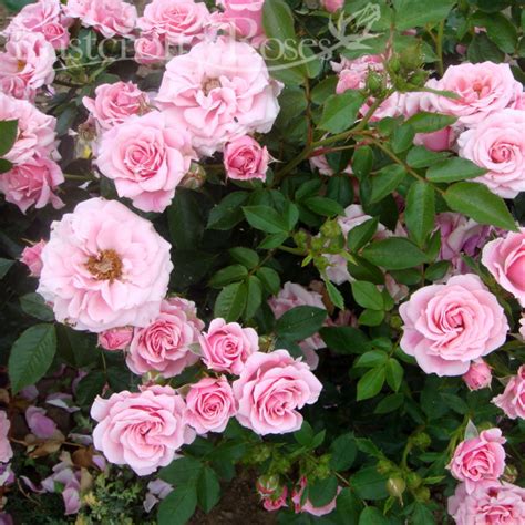 Pretty Polly Standard Tree Rose £45 00 Eastcroft Roses