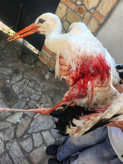 Anima Насилството врз животни не е развојна фаза туку повик за итна институционална и