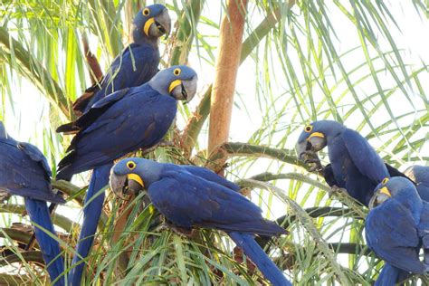 Pacotes De Viagem Para Pantanal Sul Pantanal Sul Refúgio Ecológico