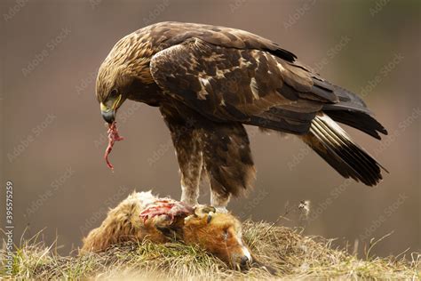 Foto Stock Golden Eagle Aquila Chrysaetos Standing On A Dead Fox And