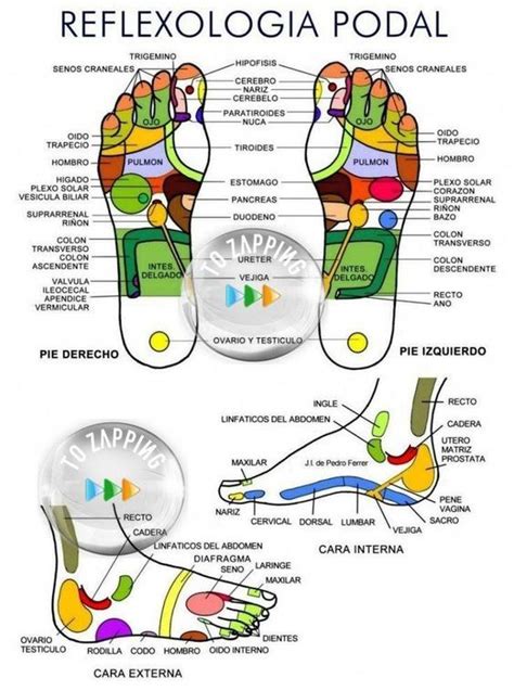 Beneficios Del Masaje En Los Pies Antes De Dormir Reflexology Chart