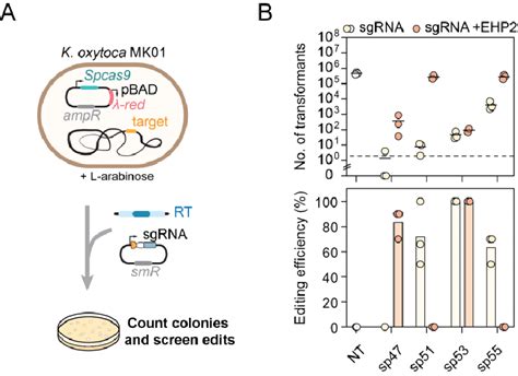 An Attenuated Grna Enhances Editing In Klebsiella Oxytoca A Schematic