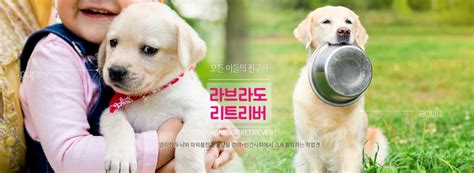 래브라도 리트리버 Labrador Retriever