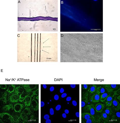 Hcec Culture Characterization A Microscopic Image Of Haematoxylin