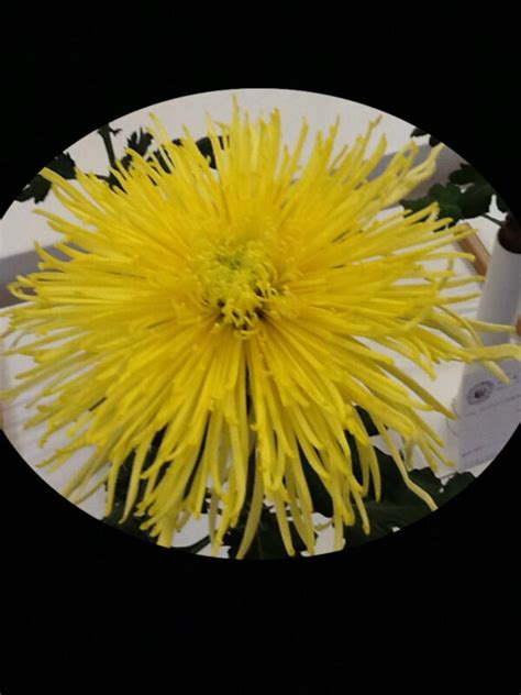 Bunker Hill Oregon Chrysanthemums And Hostas Llc